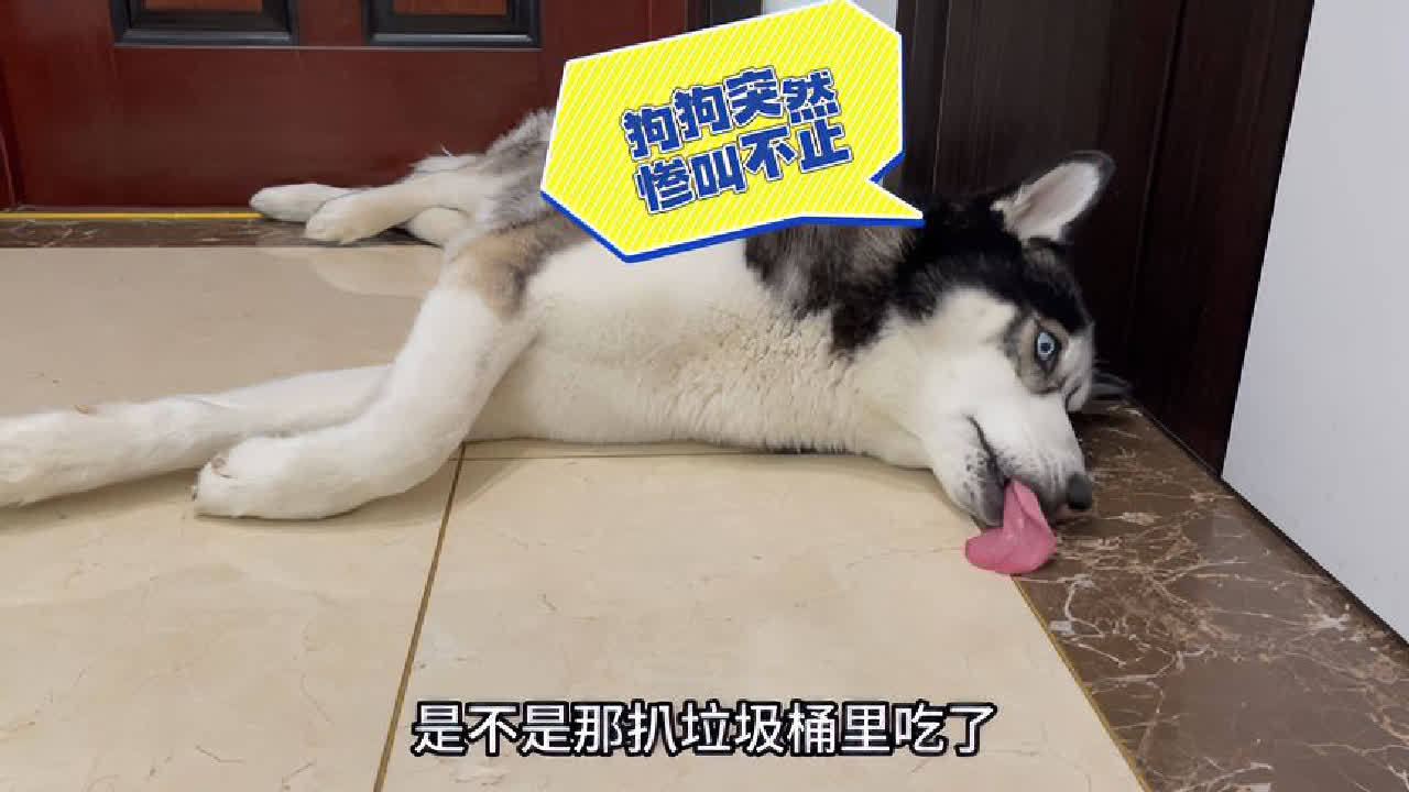 狗狗突然惨叫不止,主人跑出去一看,吓得魂都没了!
