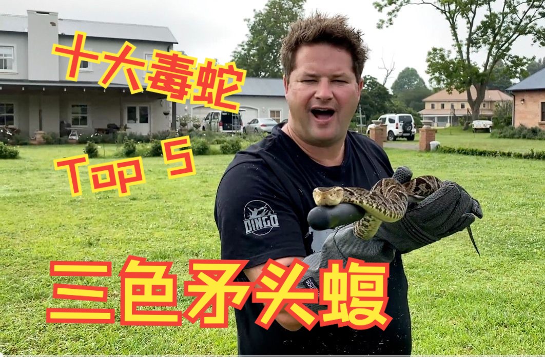 世界十大毒蛇排行榜Top5|他逃,它追,他们都插翅难飞!让Dingo大无语的...
