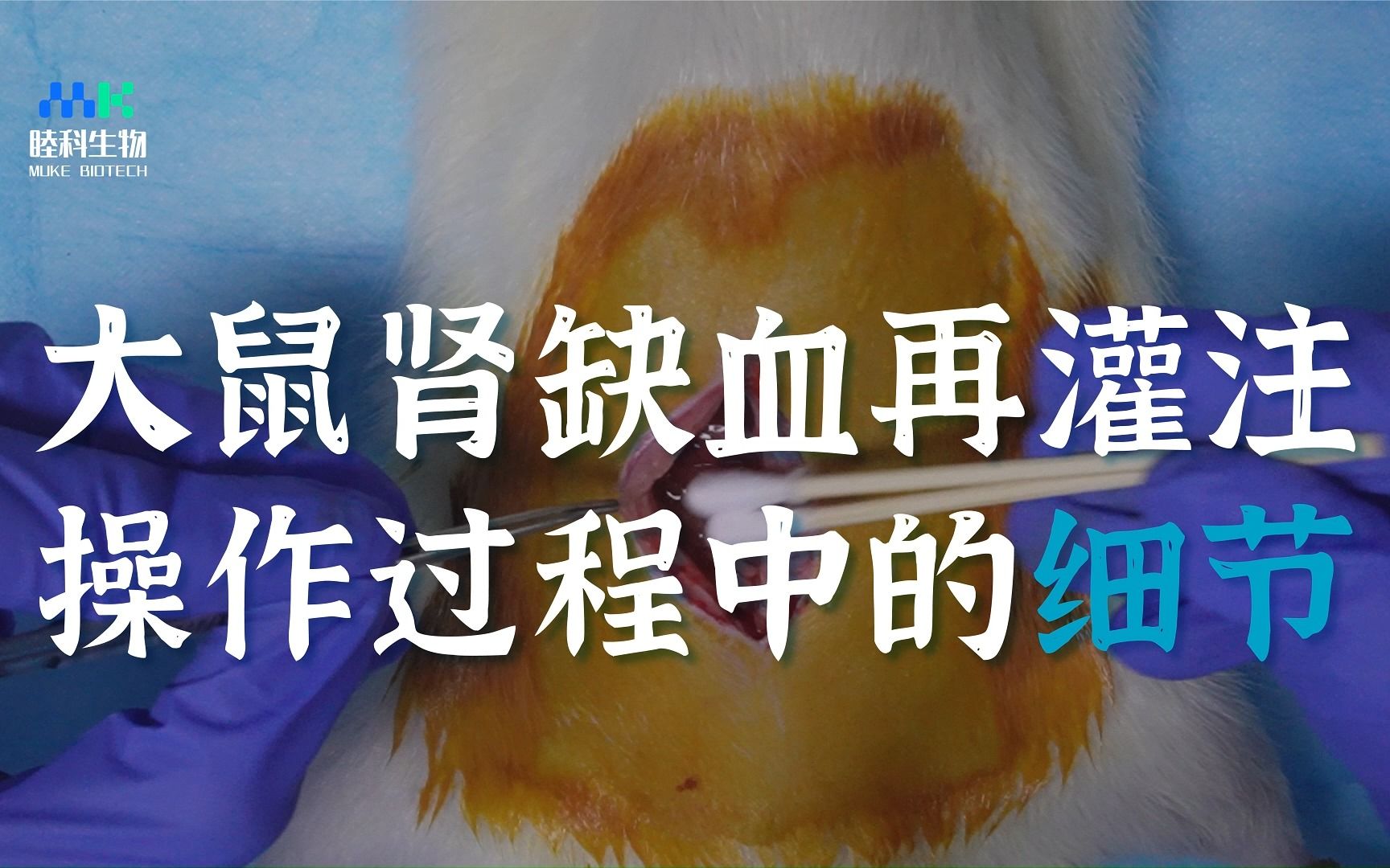 睦科生物| 动物疾病模型构建实操-大鼠肾缺血再灌注