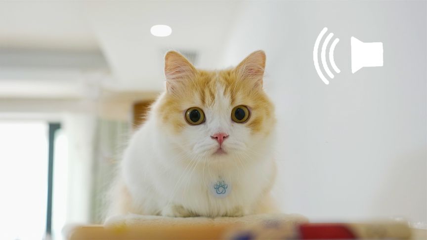 全世界最火的3个猫咪音频,我后悔给俺家猫听了!