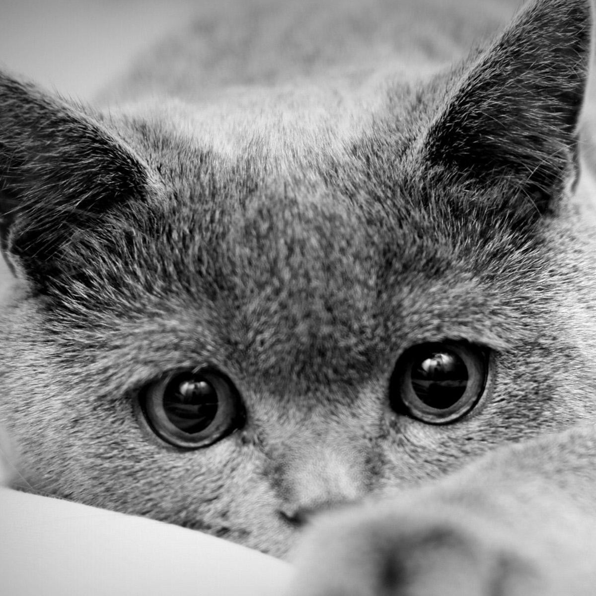 猫猫的道具屋 