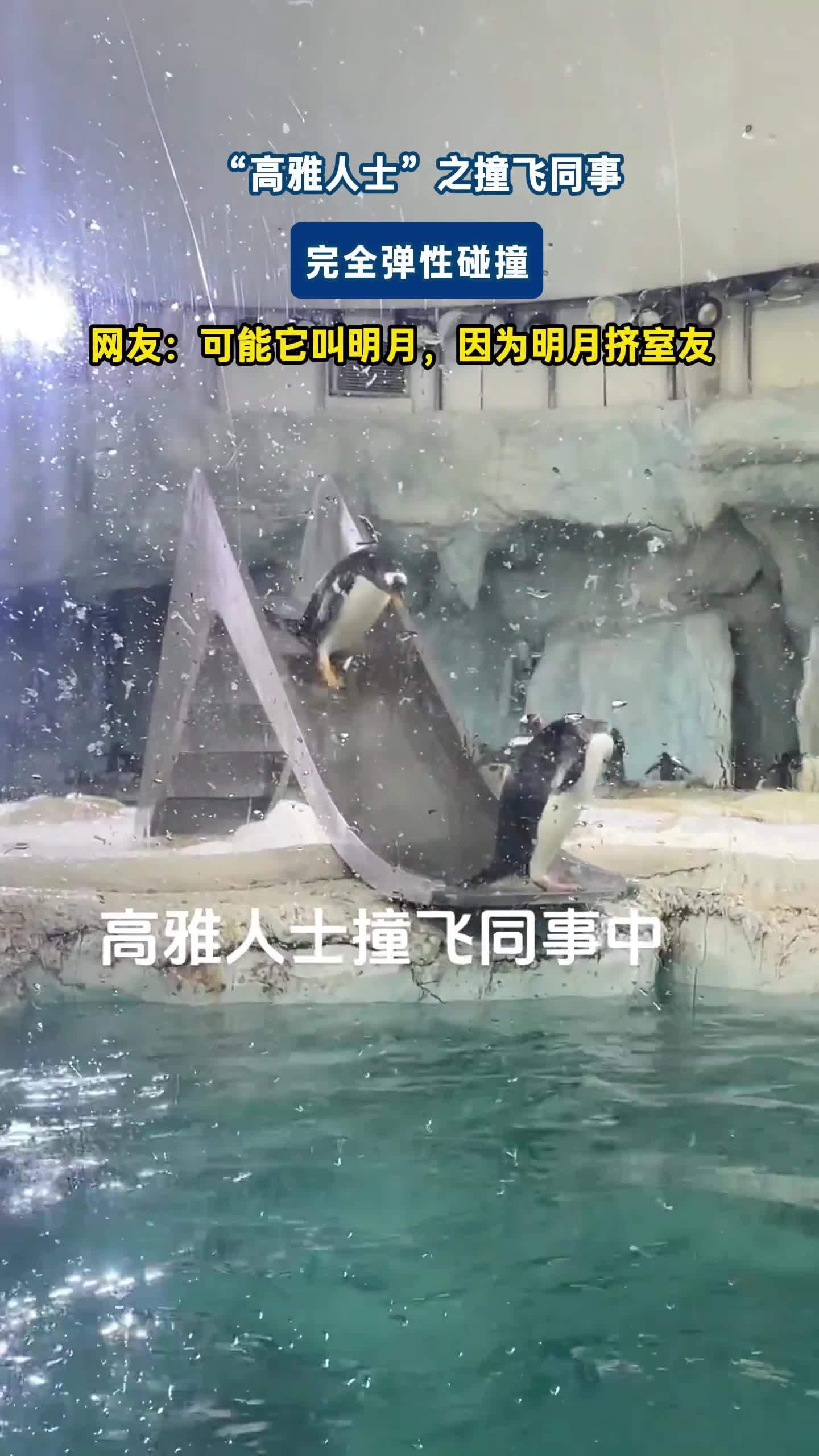 "高雅人士"之撞飞同事,完全弹性碰撞,网友:可能它叫明月