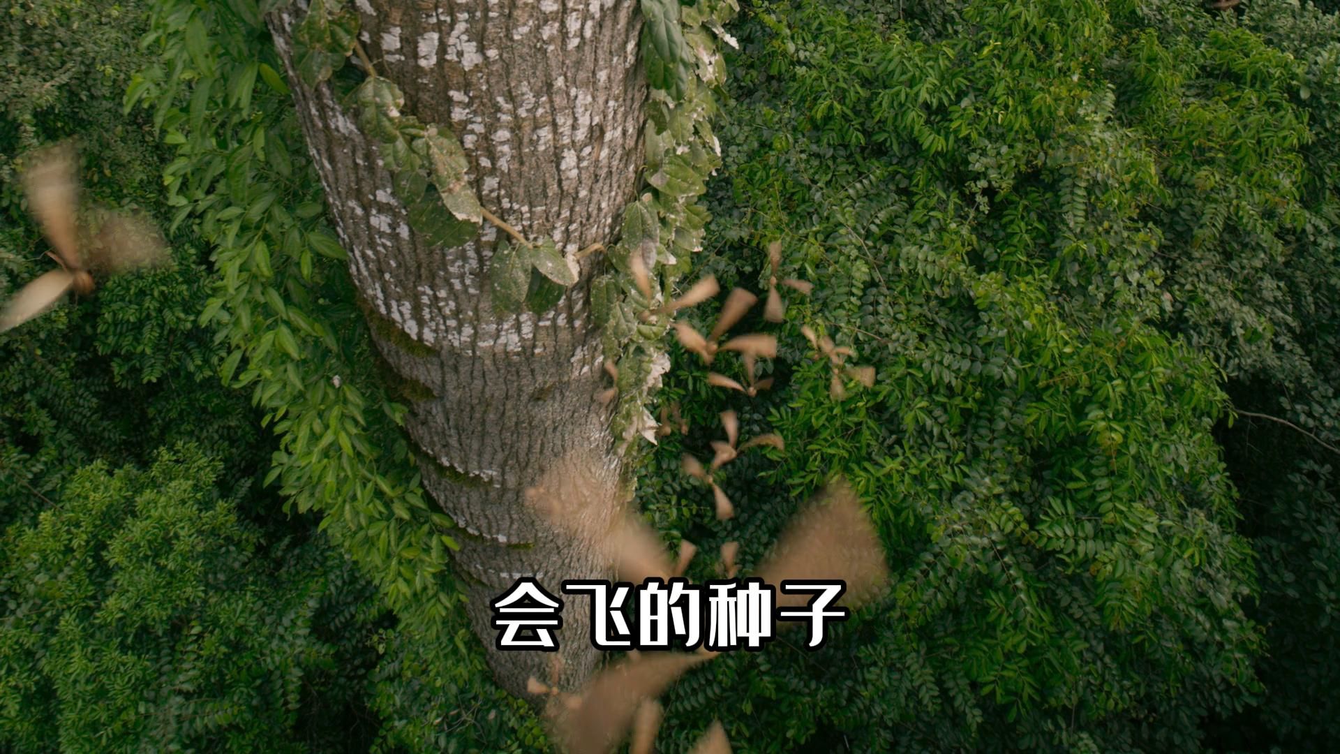 植物的种子奇特传播方式