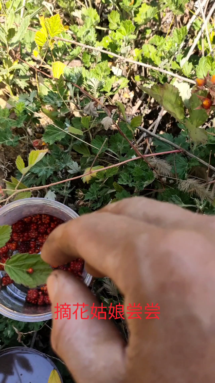 我们家乡附近山上独有的野果——花姑娘,可好吃了,很美味,夏天必尝美食