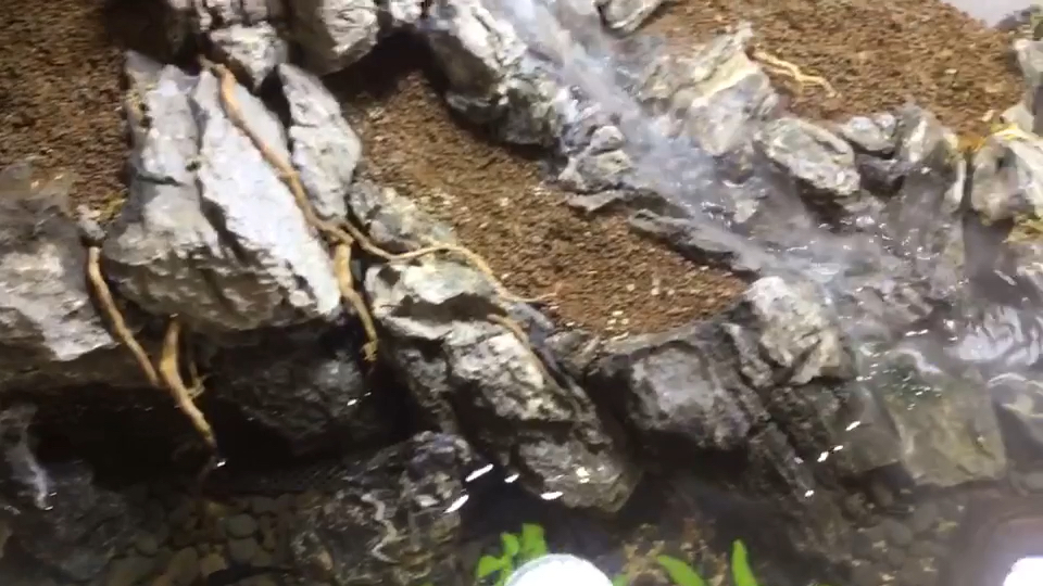 一米二水陆缸造景