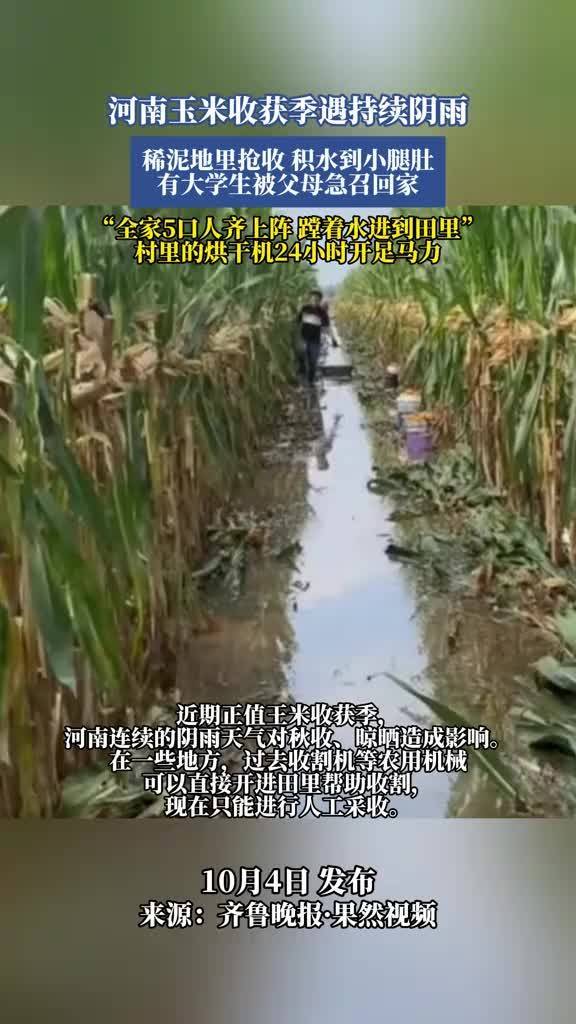 河南玉米收获季遇持续阴雨,稀泥地里抢收,积水到小腿肚