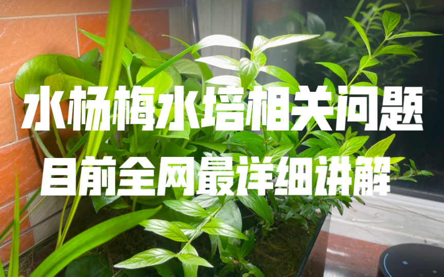水杨梅养殖方法：【干货分享】【水杨梅水培相关问题，目前全网最详细讲解2】