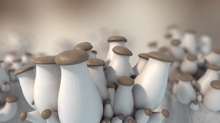 杏鲍菇生长动画,承接各种动画和特效制作