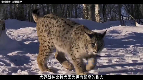 犬界战神VS屠狼机器,比特犬和猞猁蓄势待发,谁能侥幸生存下来?