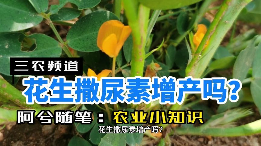 花生撒尿素增产吗?教你3点,花生不旺长,轻松稳产高产