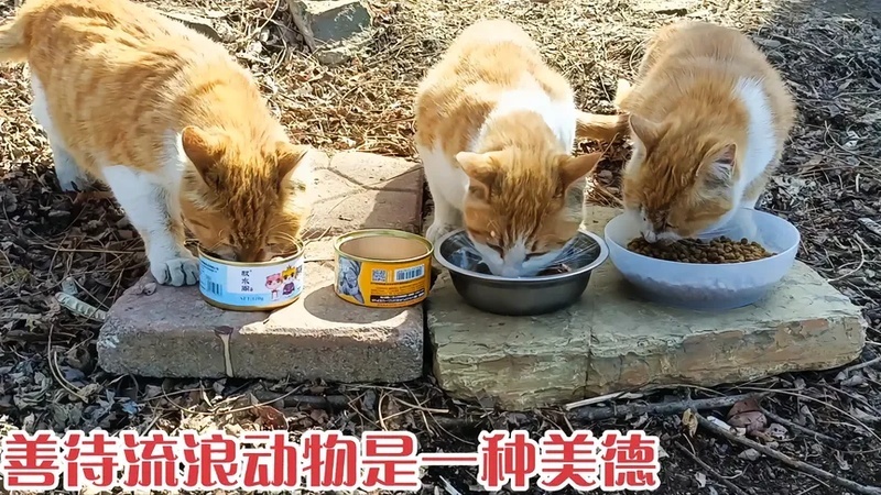 流浪动物生命卑微生存不易,敬请善待它们