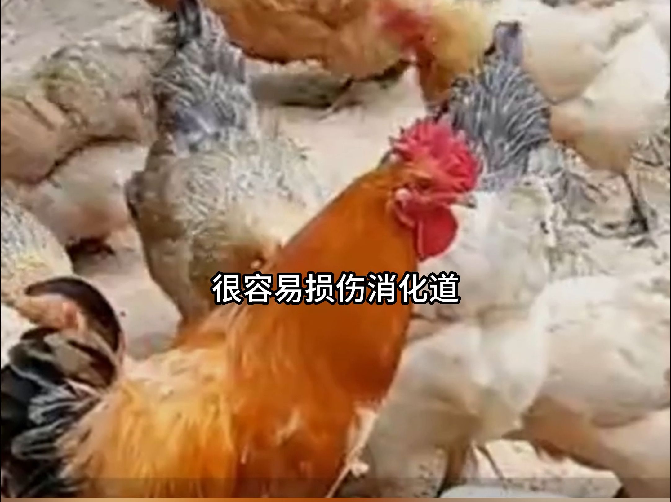 赫尔斯次氯酸发生器在养猪场的应用