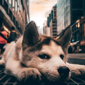 励志的板蓝根 