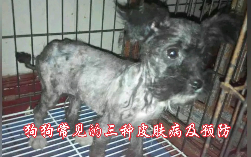 狗狗常见的三种皮肤病及预防