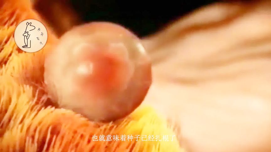 受精卵是怎么发育成胎儿的?看起来像是生命历险记