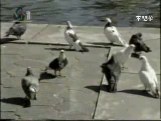 1994年 八五计划 经济腾飞 #央视# #新闻联播#