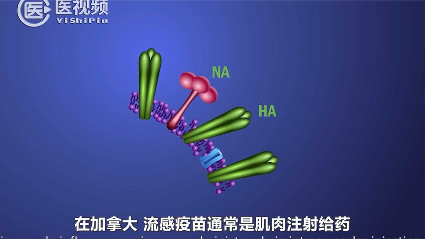 疫苗与免疫应答:疫苗是怎样发挥作用的?