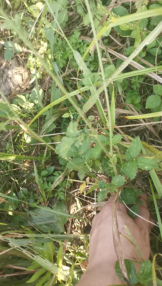 山上随处可以见的中药草药,每个地方的用法用量都不同!