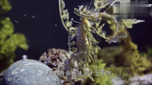直击：世界上寿命最长的5种动物，最后一种可永生！