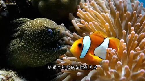 海底总动员真实上演!小丑鱼躲海葵,海鳗突袭,珊瑚礁暗藏杀机