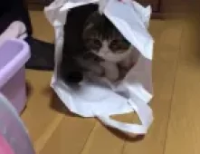 抓猫咪用这个方法,抓住猫咪很轻松,猫咪根本跑不掉!