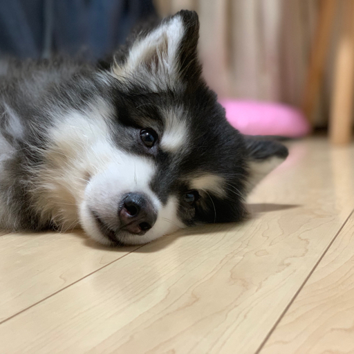 奥斯卡只是傻狗 