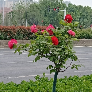 梅花点点zsm 