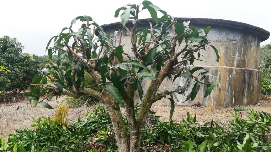 剪枝芒果树技术员,经历十多年俢剪果树经验岀来