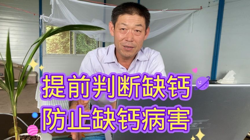 钙对农作物的作用在于适时补钙,发现症状等于造成损失