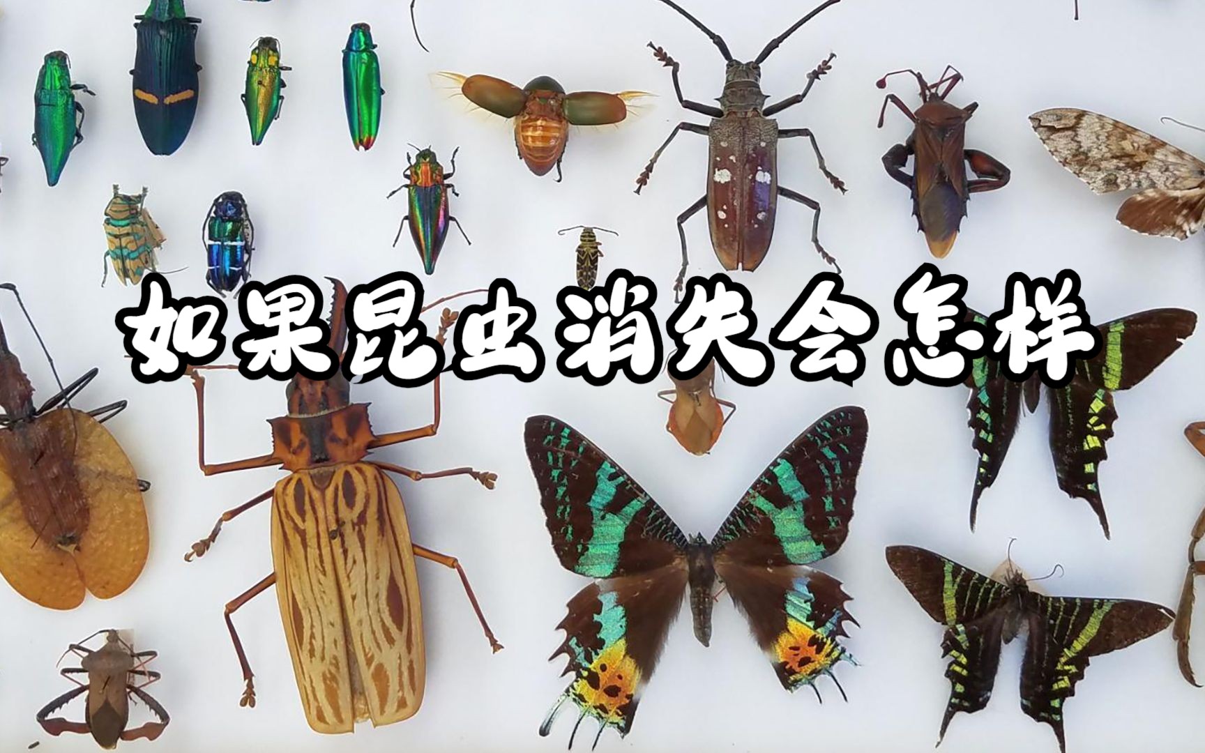 如果世界上的昆虫都消失了会怎样?