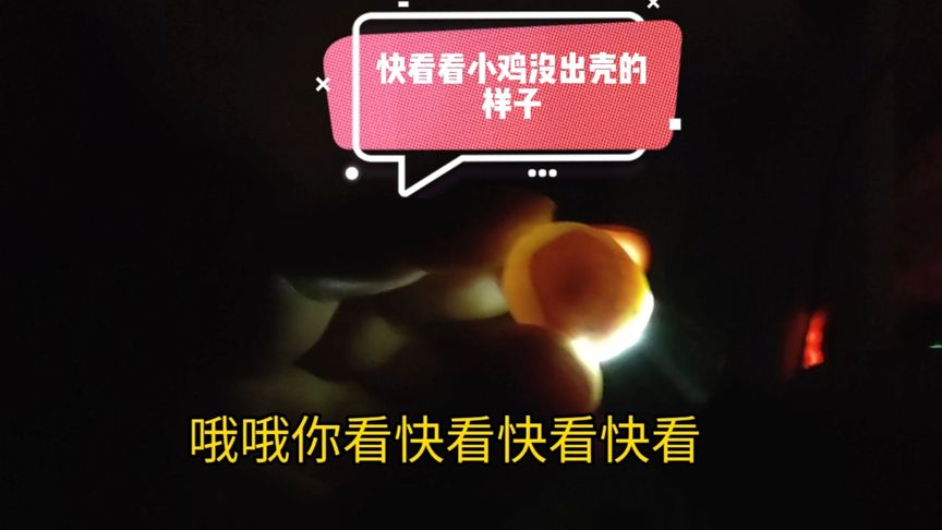 带你分辨什么是受精蛋,什么是弱精蛋,什么是白蛋 结尾有彩蛋