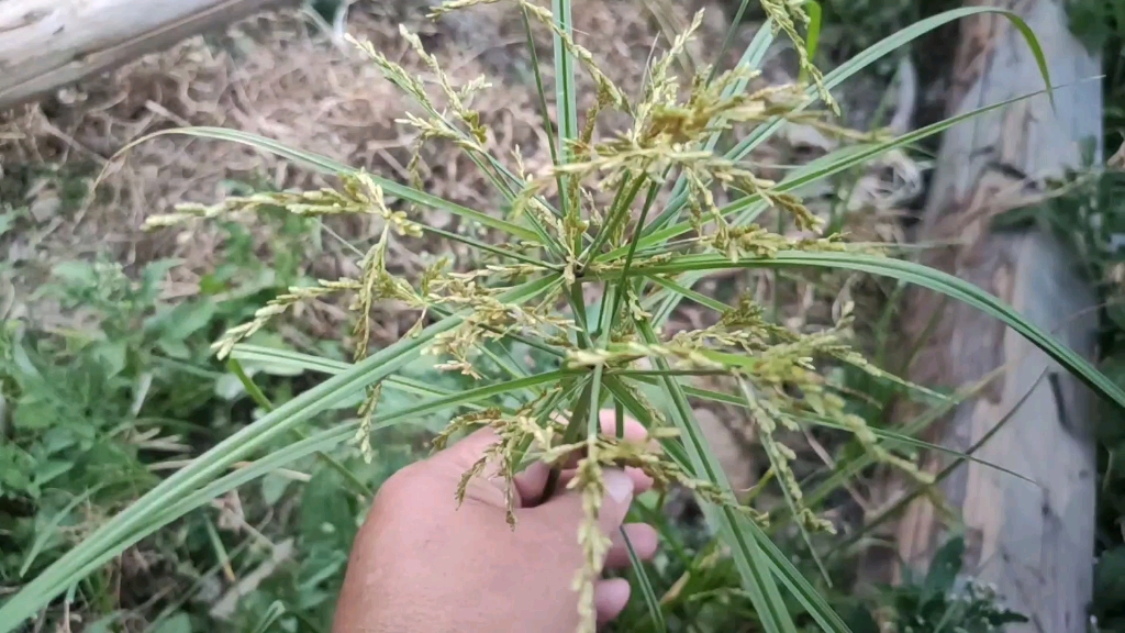 农村这种野生植物,它的作用很大,但农民不了解当杂草除掉,非常的可惜