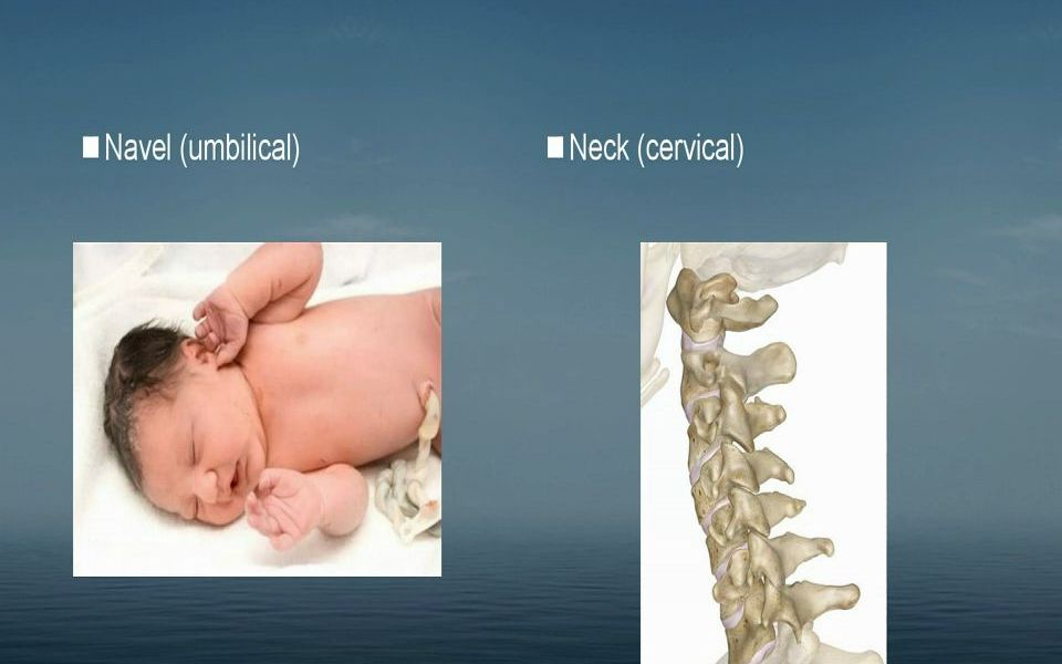 专业医学英语术语单词笔记本——今天讲N