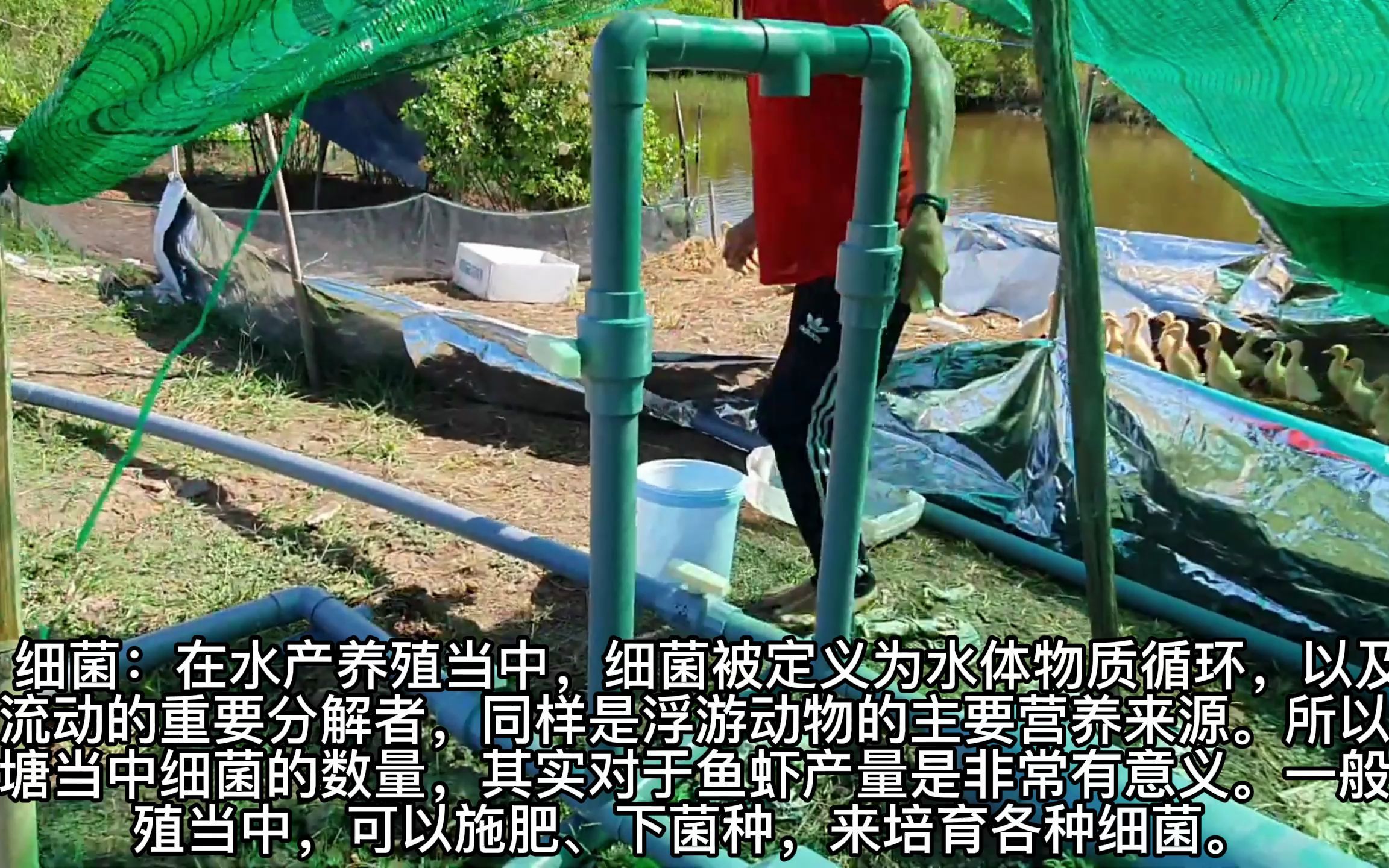 细菌、放线菌、真菌和霉菌!很多养殖户,还傻傻的分不清