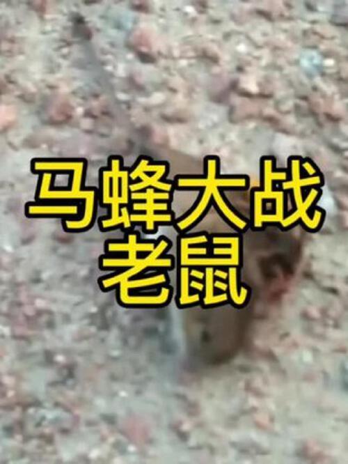 大黄蜂竟然能打败大自己几倍的老鼠原生视频世界