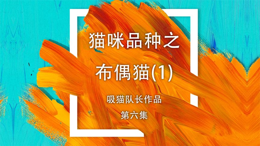 猫咪品种之布偶猫简介