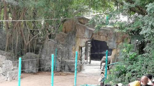 长隆野生动物园大象传奇表演,亚洲象母子场内寻宝记