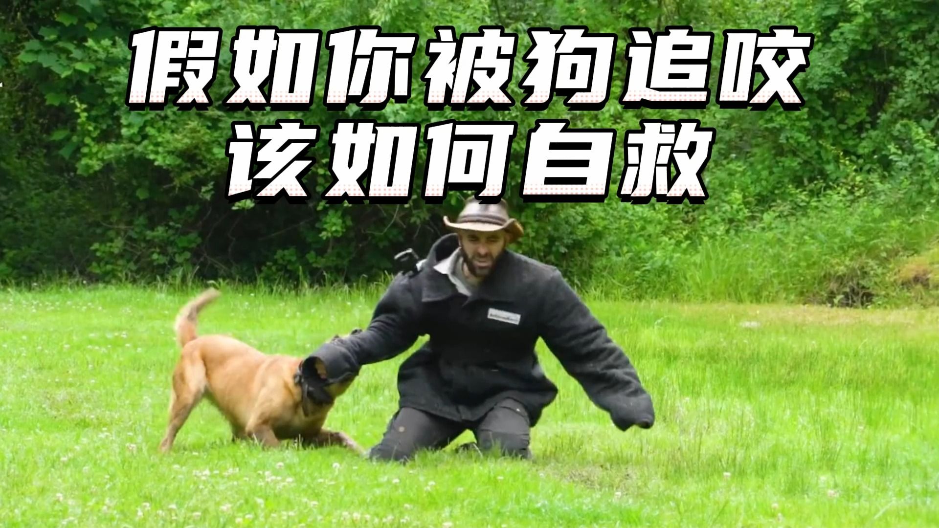 假如我们被狗攻击追咬,该如何自救呢?