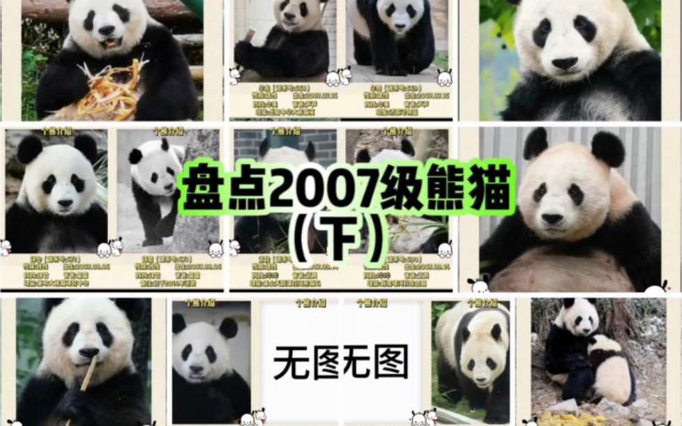 盘点2007级熊猫(下),这一篇有众多知名的妈妈熊爸爸熊,有“哪吒”...
