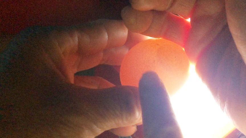 农村大妈老方法辨别受精蛋,20个蛋却打碎3个,这下乐极生悲了