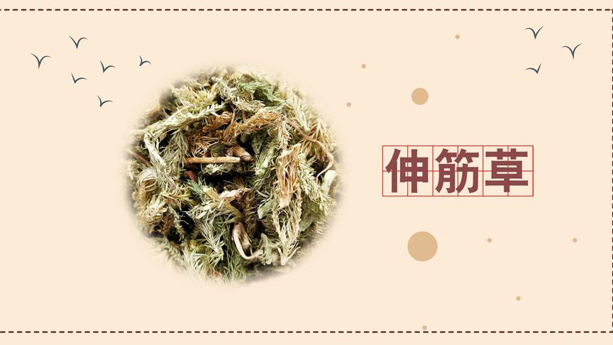伸筋草的主要功效和作用是什么?专业中医科普