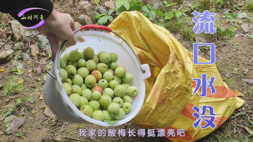 农村果园酸梅果成熟 独特的青梅采摘方法 全场还是我家的梅子漂亮