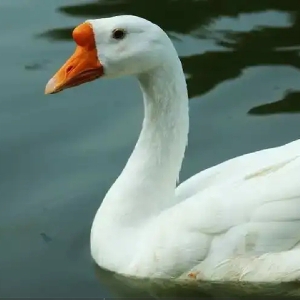 鹅矮派铃衣 
