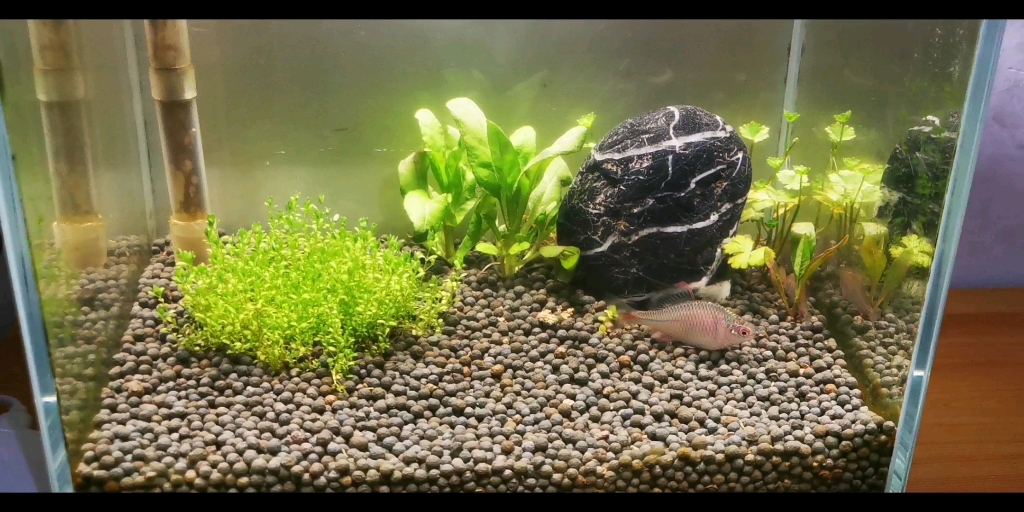 鳑鲏,底砂过滤挺好的