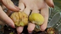 “生板栗”去壳真的简单,学会这两个技巧,简单还快速,个个好剥