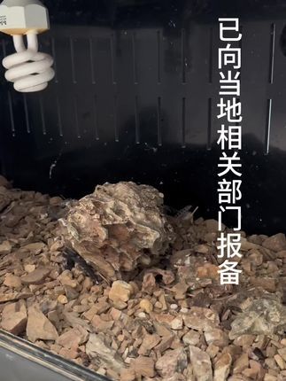 今天在本地林业部门的工作人员的带领下,我们一起把那只小猫头鹰...