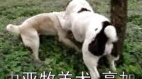 中亚牧羊犬推土机打斗