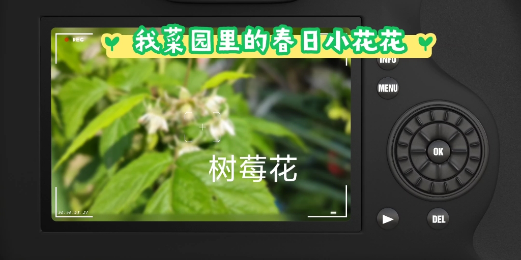 我小菜园里的水果蔬菜花花们:人生果、香水柠檬、树莓、野樱莓、...