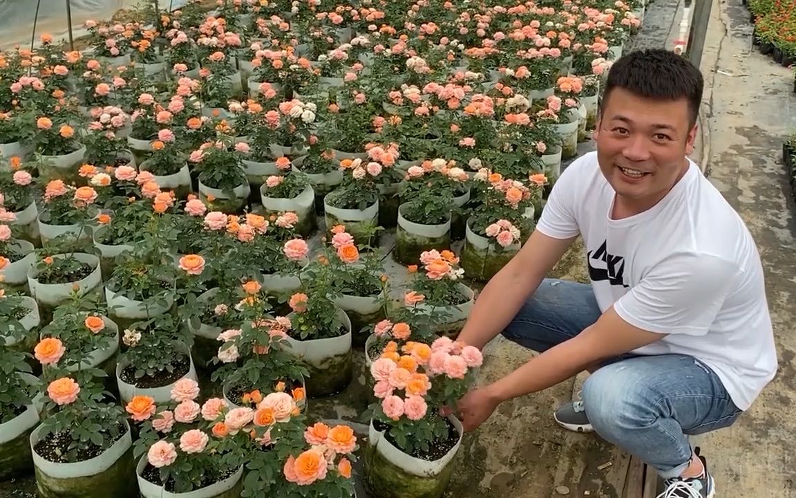 ...四季观花植物 月月开花 品种丰富规格齐全全球最新种类 园艺园林常...