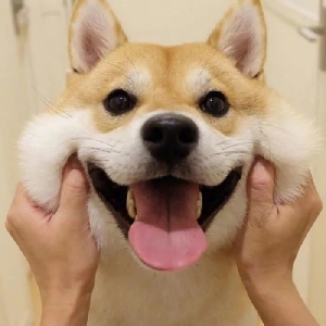 其野何其野 
